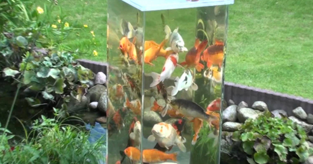 Fishes In An Anti-Gravity Tank With A Koi Pond Enjoy Themselves....See Why!