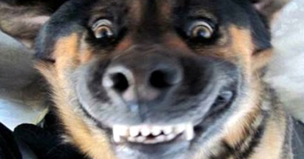 Funny Dogs Barking Video Compilation