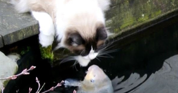 This Cat Meets A Koi Fish And Together They Create A Special Friendship ...