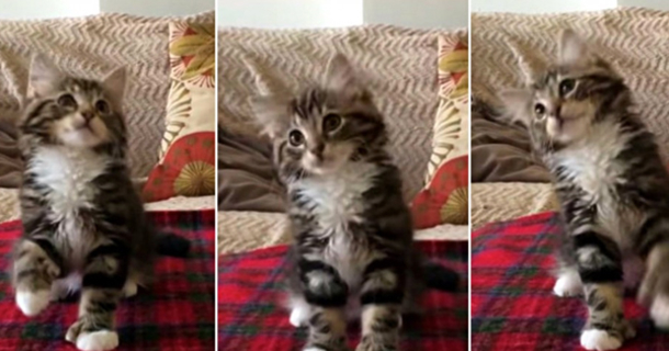 When They Turn On 'Uptown Funk', This Kitty Does The Most Awesome ...