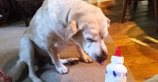 Dog Finds Out It Is Time To Take His Medicine And The Reaction He Gives ...