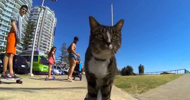 Cats Amazing Trick Compilation