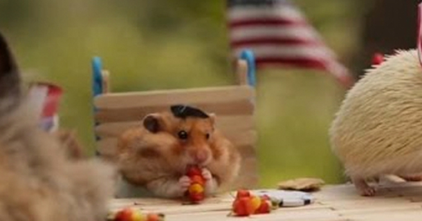 A Tiny Hamster Enjoys A Great BBQ
