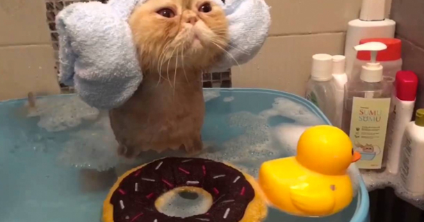 Cat Takes A Bath And Enjoys A Luxurious Spa Session LOL