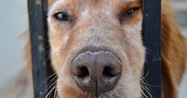 A Chained Up Dog, Left To Die Becomes The Happiest Dog Ever