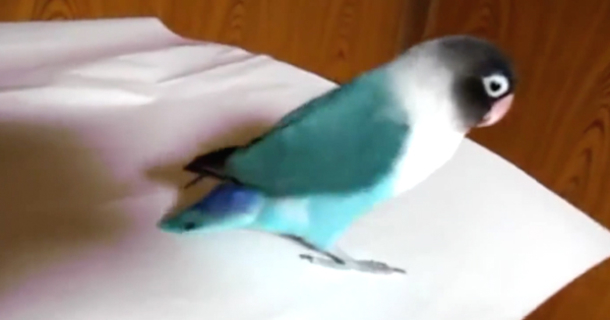 This Cute Parrot Has A Talent Most Humans Can't Even Learn, So Amazing