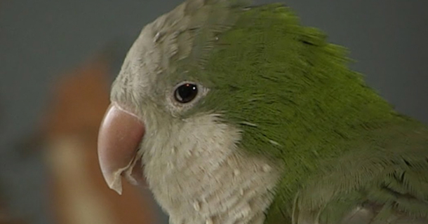 A Quaker Parrot Has An Interview. When You Watch This You're Gonna Find ...