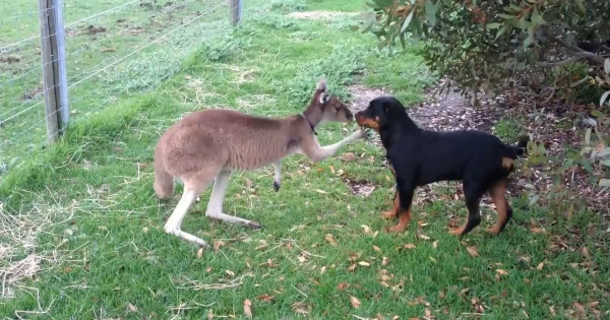 A Kangaroo And Dog Become Best Friends, Now When They Do This? So Heart ...