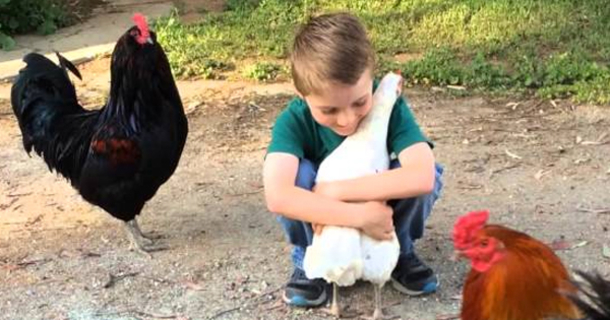 Boy Asks For A Hug. Now Watch When This Chicken Gets Close To Him....So ...