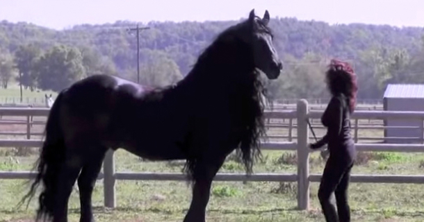A Woman Approaches A Black Stallion And What It Does Next? Extraordinary