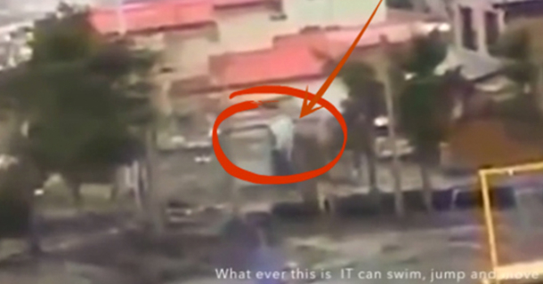Footage Shows A Strange Creature During Japan Tsunami