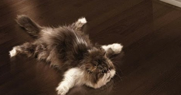 Cats Slip & Slide All Over Wood Floors And It Is Hilarious...Watch Them Go!