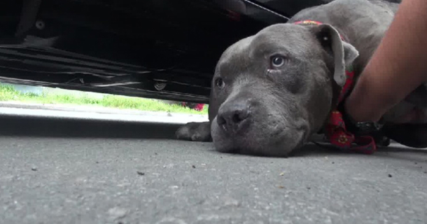 A Lost & Injured Pit Bull Is Rescued Moments Before This Disaster...