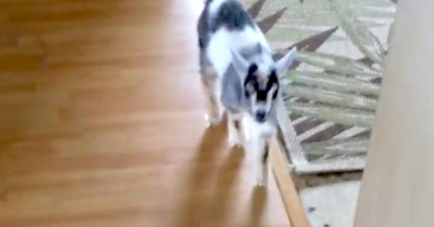 A Baby Goat Skipping In The Hallway Will Totally Complete Your Day