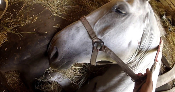 A Video Surfaces That Shows This Amazing Horse Rescue Mission