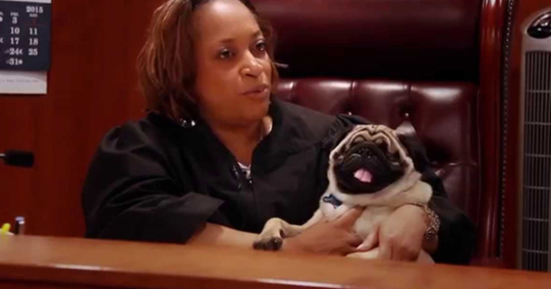 Blind Pug Enters This Courtroom And Sits On The Judge's Lap. Why He Is ...