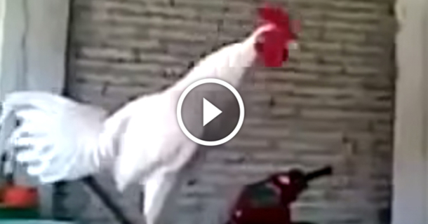 When This Rooster Crows, The Sound That Comes Out Will Make You Laugh ...