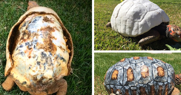 Tortoise Receives A Hand Painted 3d Printed Shell After Surviving ...