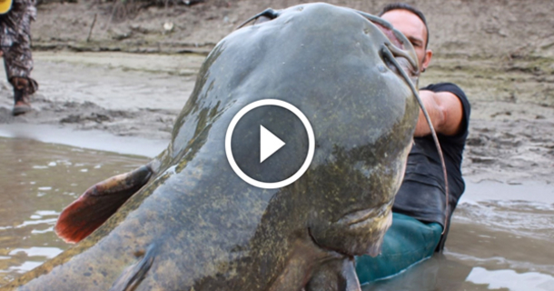 Man Catches Biggest Catfish That He Has Ever Seen