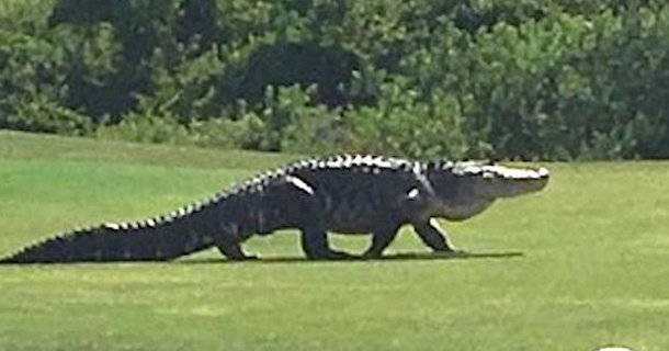 Giant Monster Alligator Appears On This Golf Course. This May Be The ...
