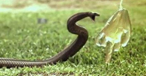 They Inject Venom Into A Beating Heart And What Occurs Next? Scary!