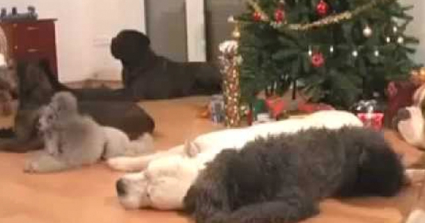 Dogs Decorating A Christmas Tree (Video)