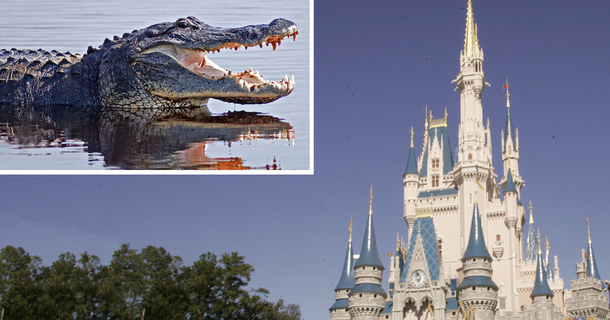 There Was Another Scary Gator Encounter At Disney Just Weeks Before The ...