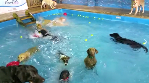 A Socially Awkward Dog Attends Pool Party to Make Friends And It's ...