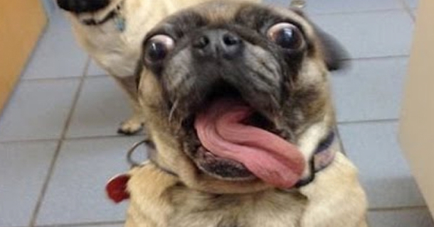 These Animals Are So Funny That They Will Make You Die Of Laughter! You ...